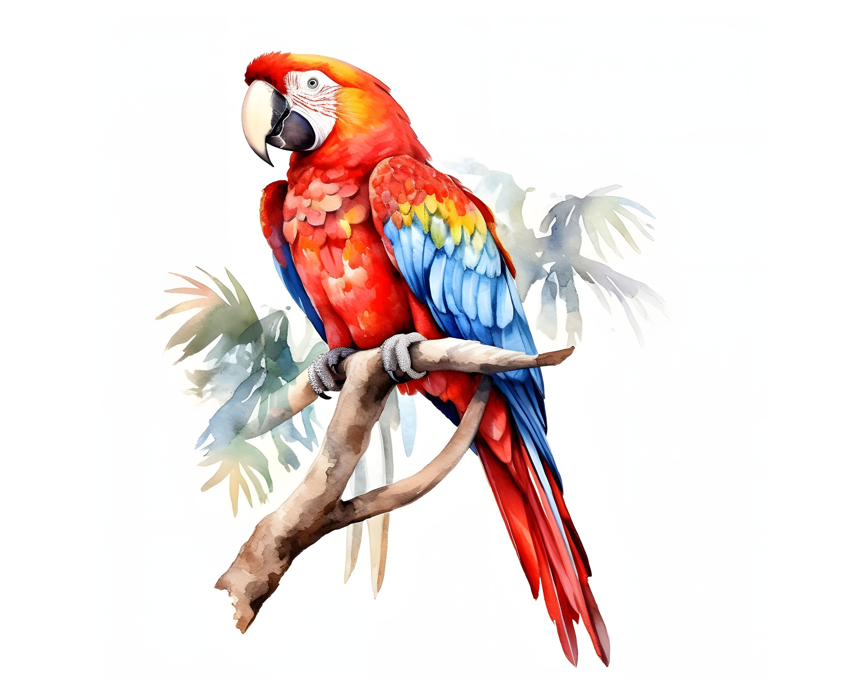 Scarlet Macaw Clipart 12 High Quality Jpgs Instant Download Card Making ...