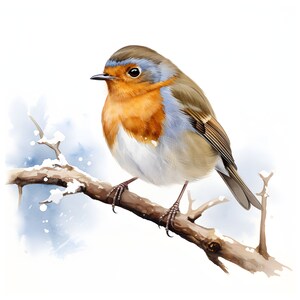 Snowy European Robins Clipart - 12 High Quality Jpgs - Instant Download ...