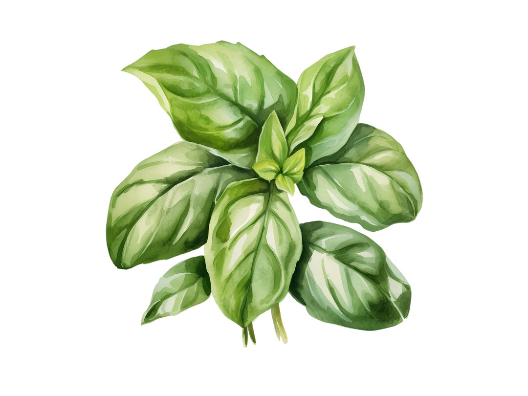 Basil Illustration Clipart - 12 High Quality Jpgs - Instant Download ...