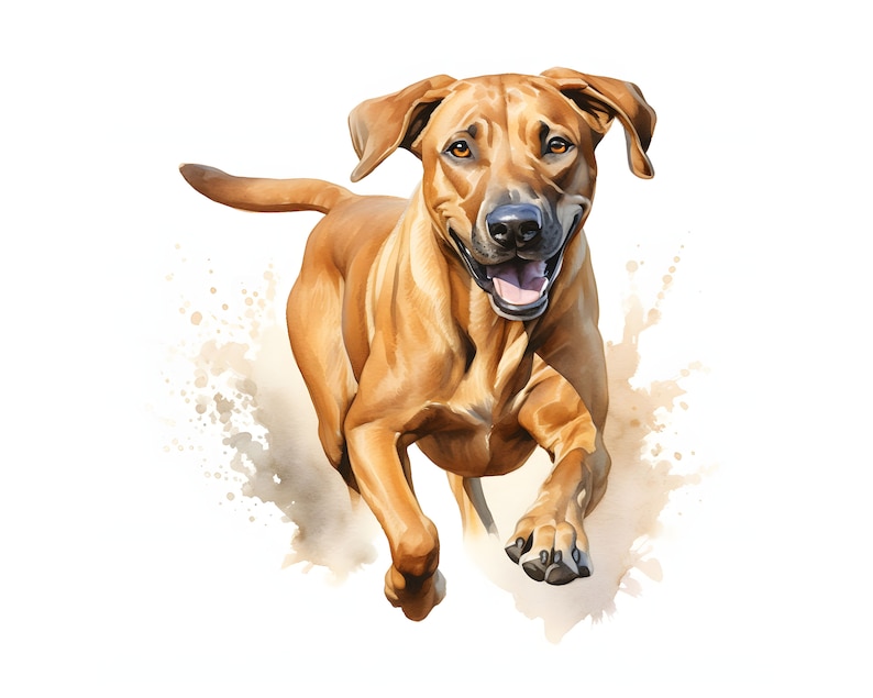 Rhodesian Ridgeback Clipart 12 High Quality Jpgs Instant - Etsy