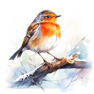 European Robin Clipart 12 High Quality Jpgs Instant Download Card ...