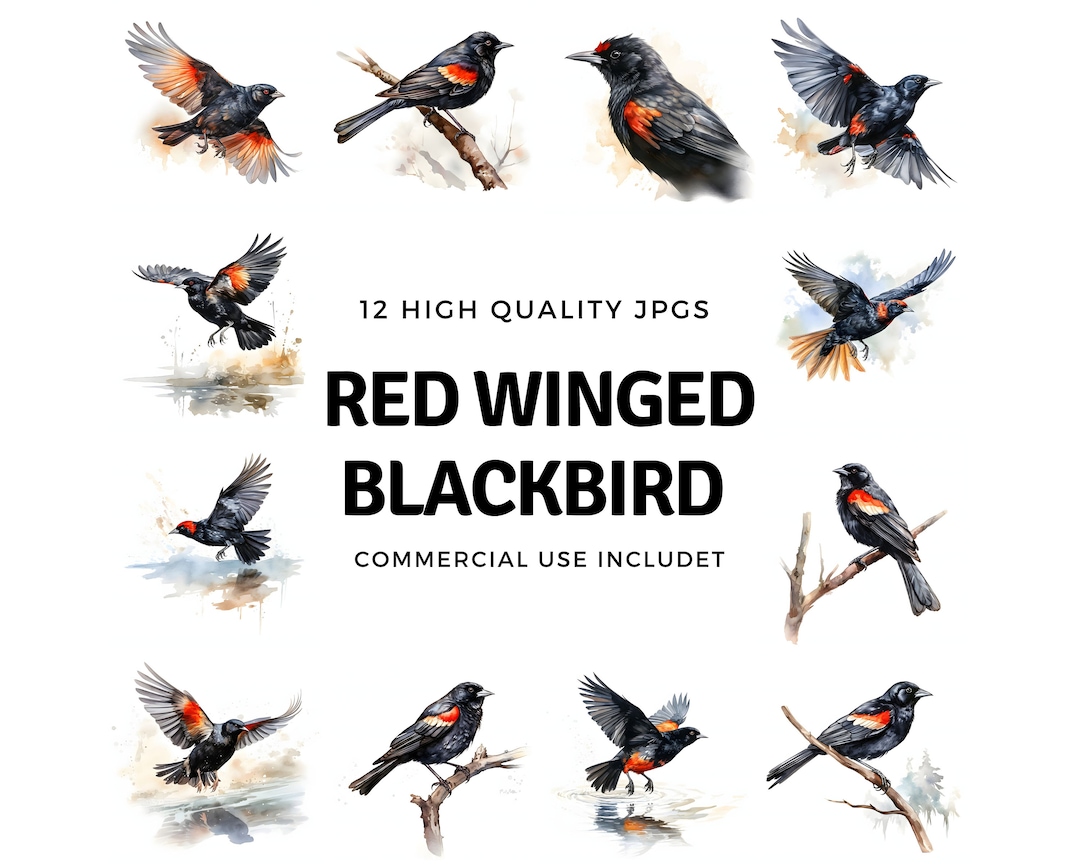 Red Winged Blackbird Sitting on a Branch Watercolor Red Winged ...