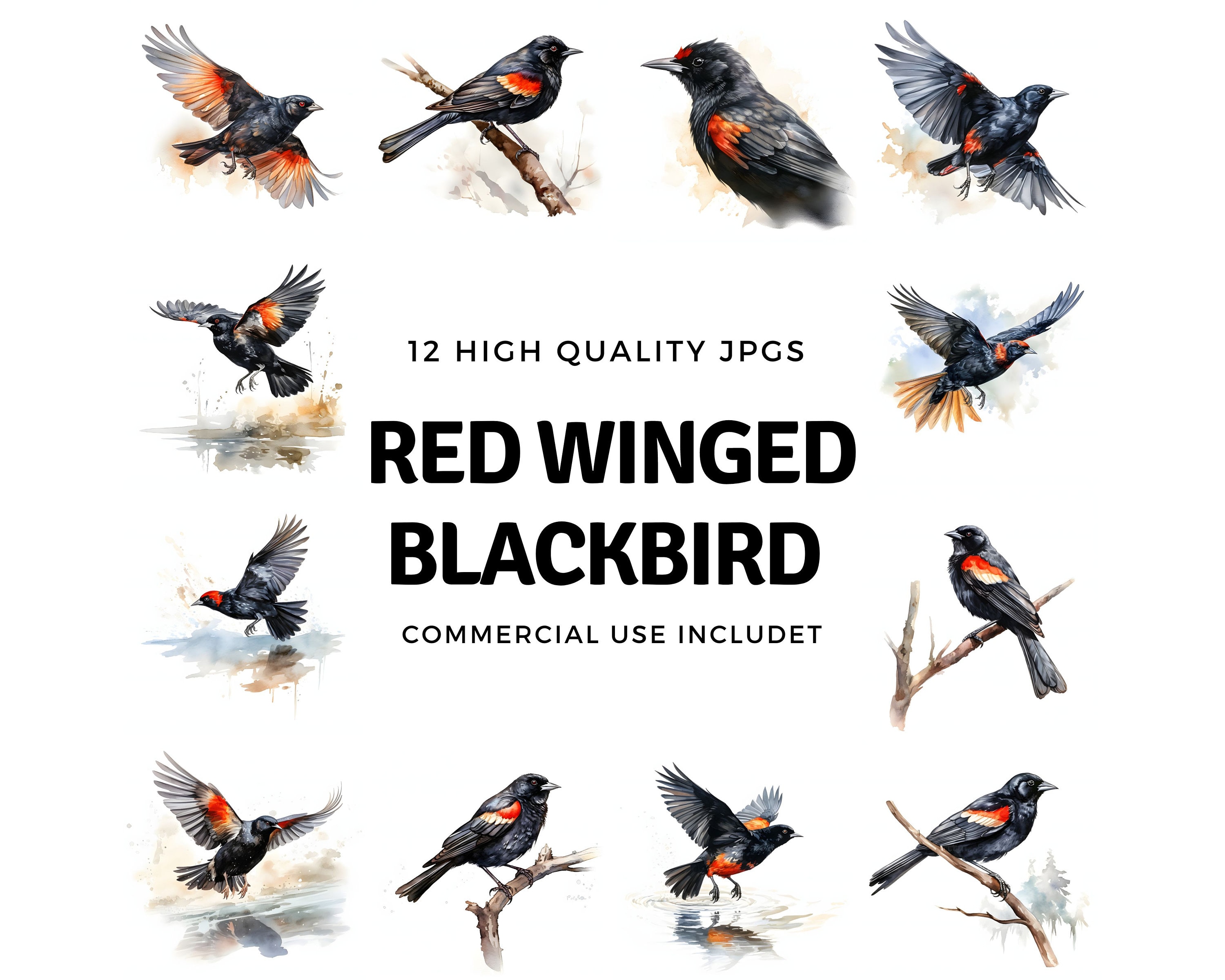 Red Winged Blackbird Sitting on a Branch Watercolor Red Winged ...