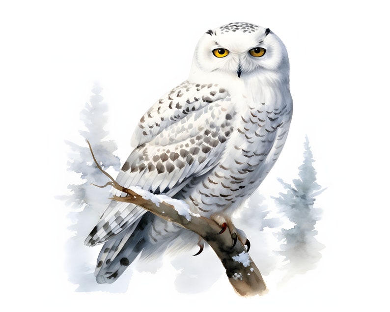 Snowy Owl Clipart 12 High Quality Jpgs Instant Download - Etsy