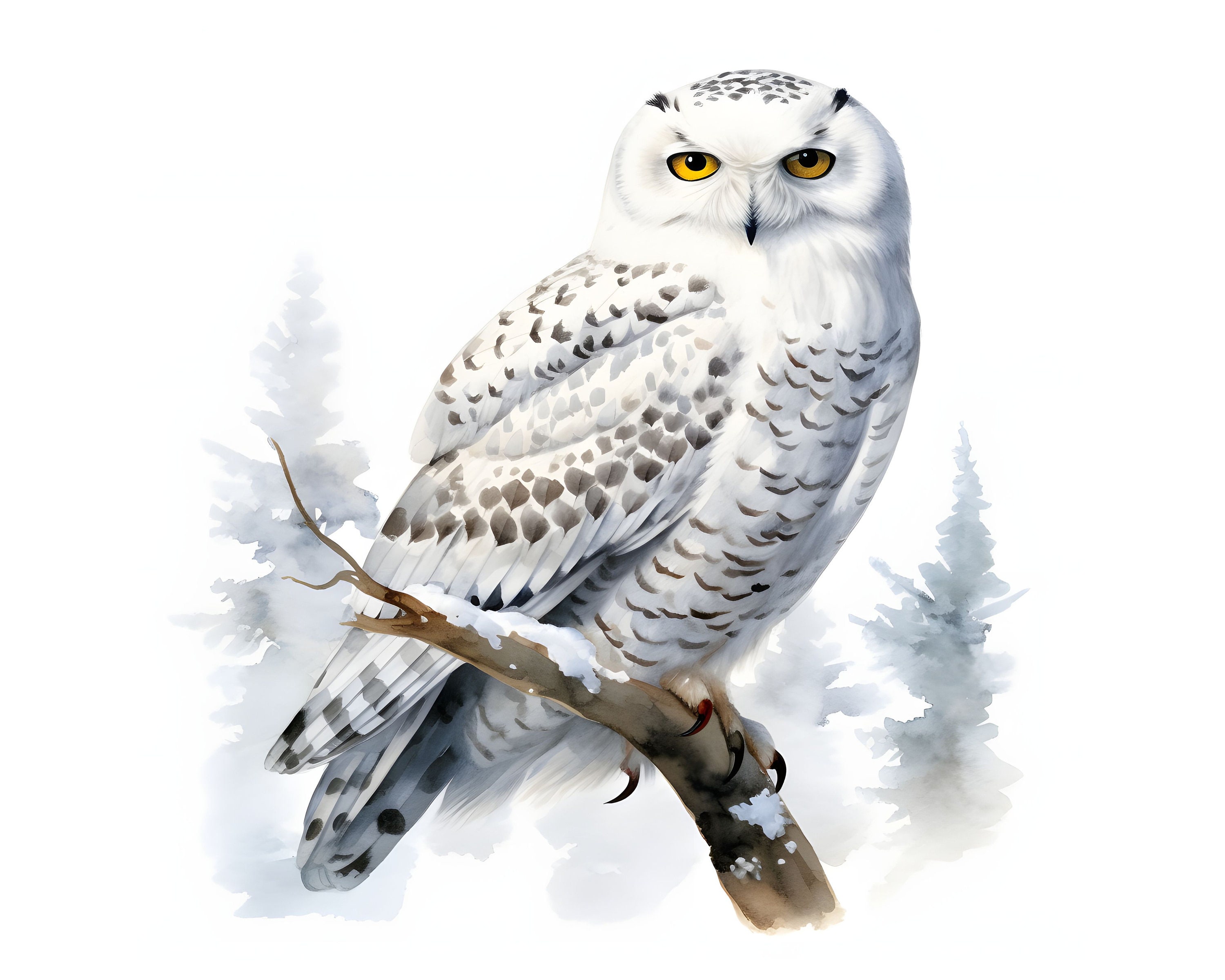 Snowy Owl Clipart 12 High Quality Jpgs Instant Download - Etsy
