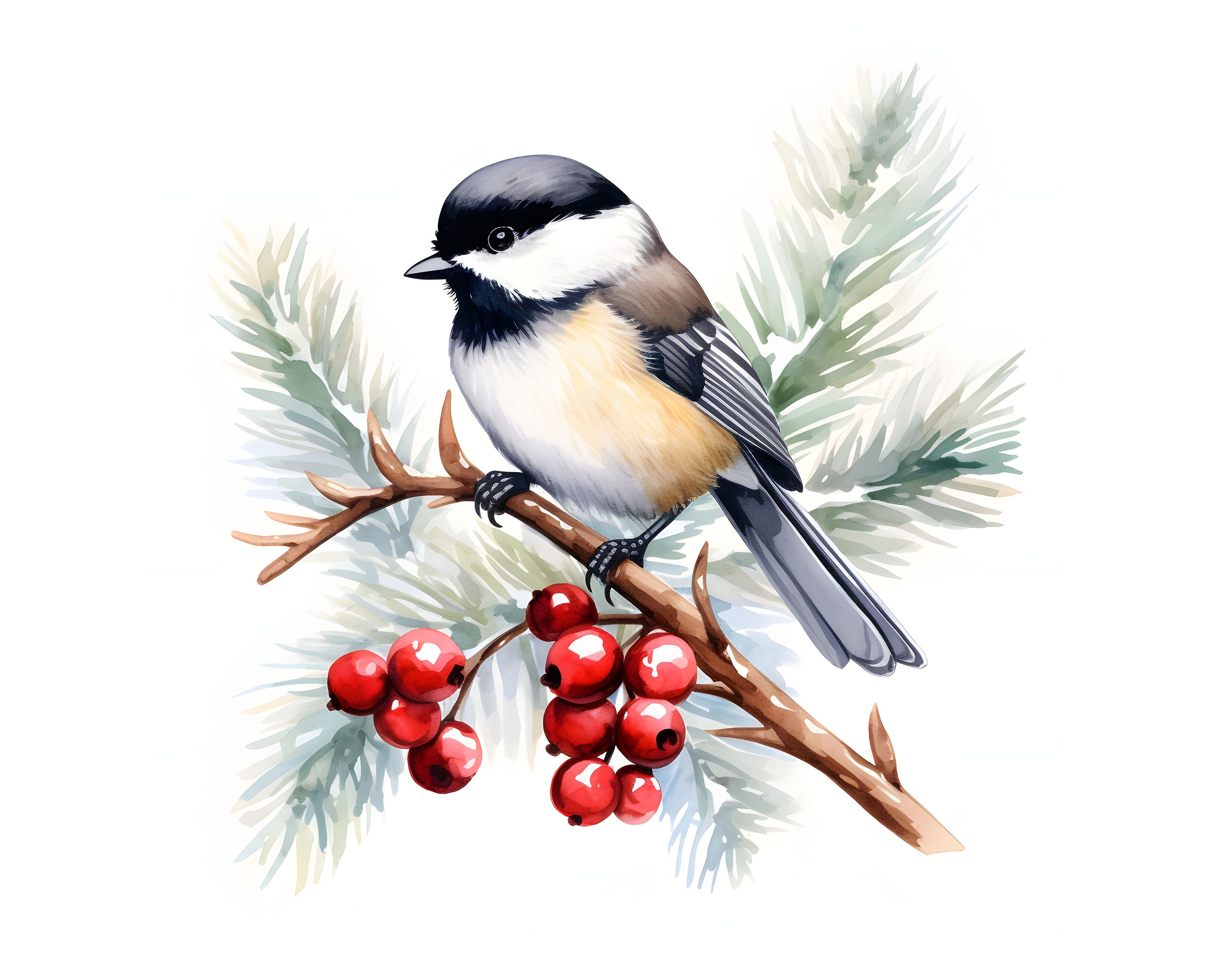Snowy Black-capped Chickadee Clipart 12 Quality Jpgs Instant Download ...