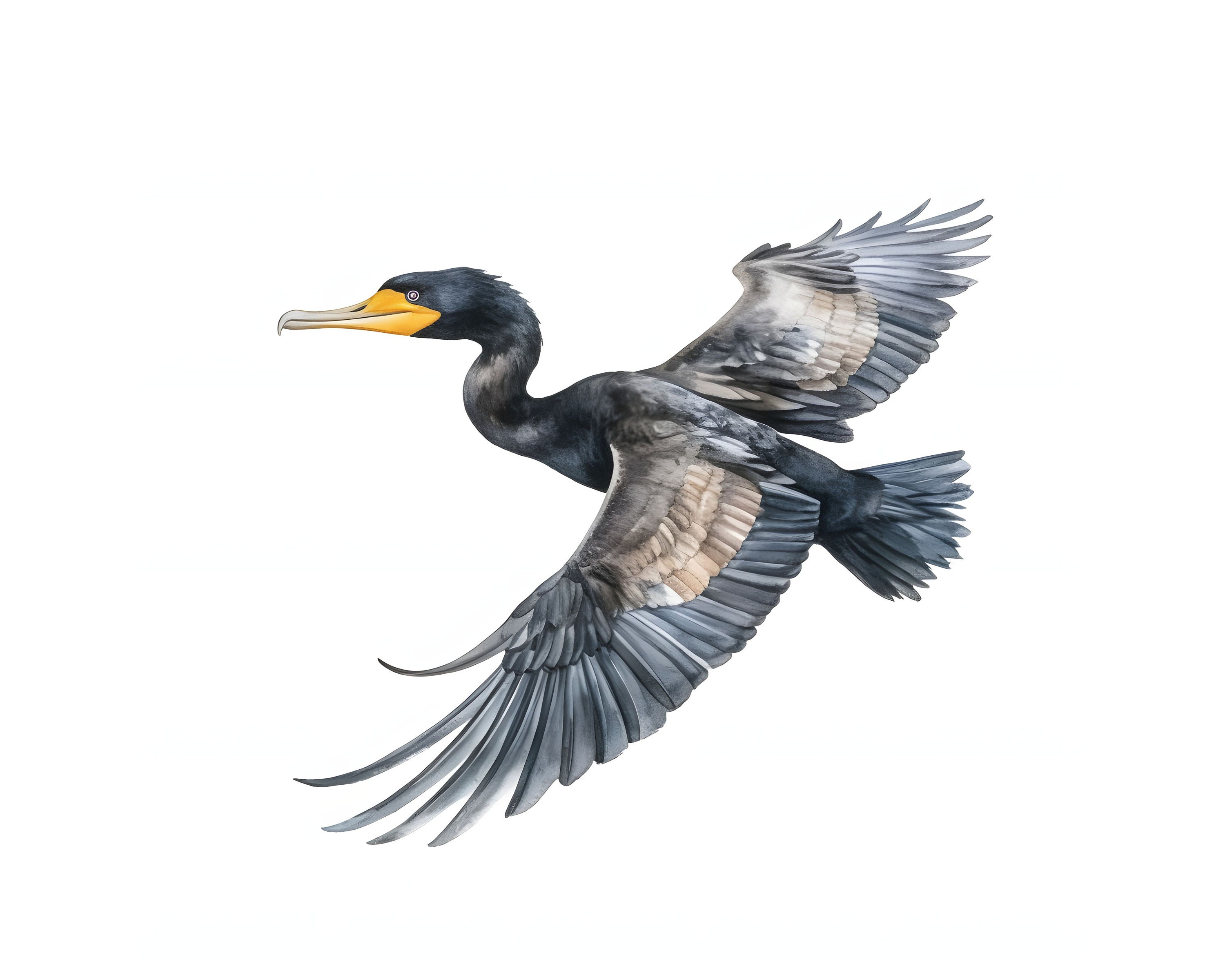Double-crested Cormorant Clipart 12 High Quality Jpgs - Etsy