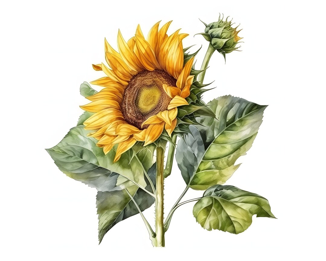 Sunflower Watercolor Realistic Sunflower Single Sunflower With Green ...