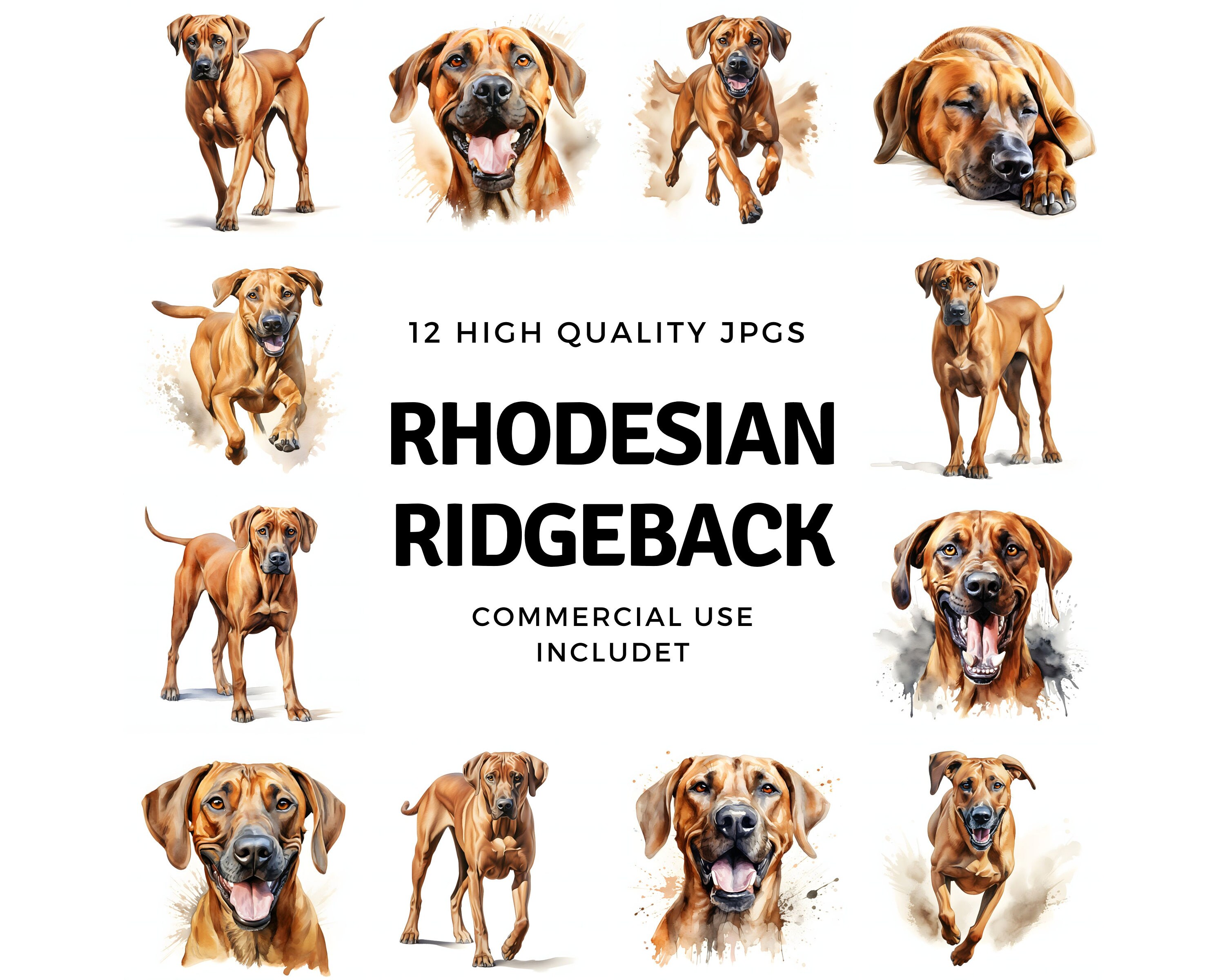 Rhodesian Ridgeback Clipart 12 High Quality Jpgs Instant - Etsy