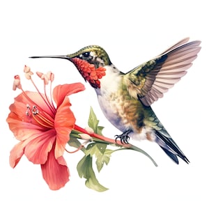 Ruby-throated Hummingbird Clipart - 12 High Quality Jpgs - Instant ...