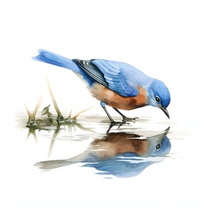 Eastern Bluebird Clipart - 12 High Quality Jpgs - Instant Download ...