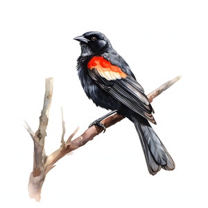 Red Winged Blackbird Sitting on a Branch Watercolor Red Winged ...