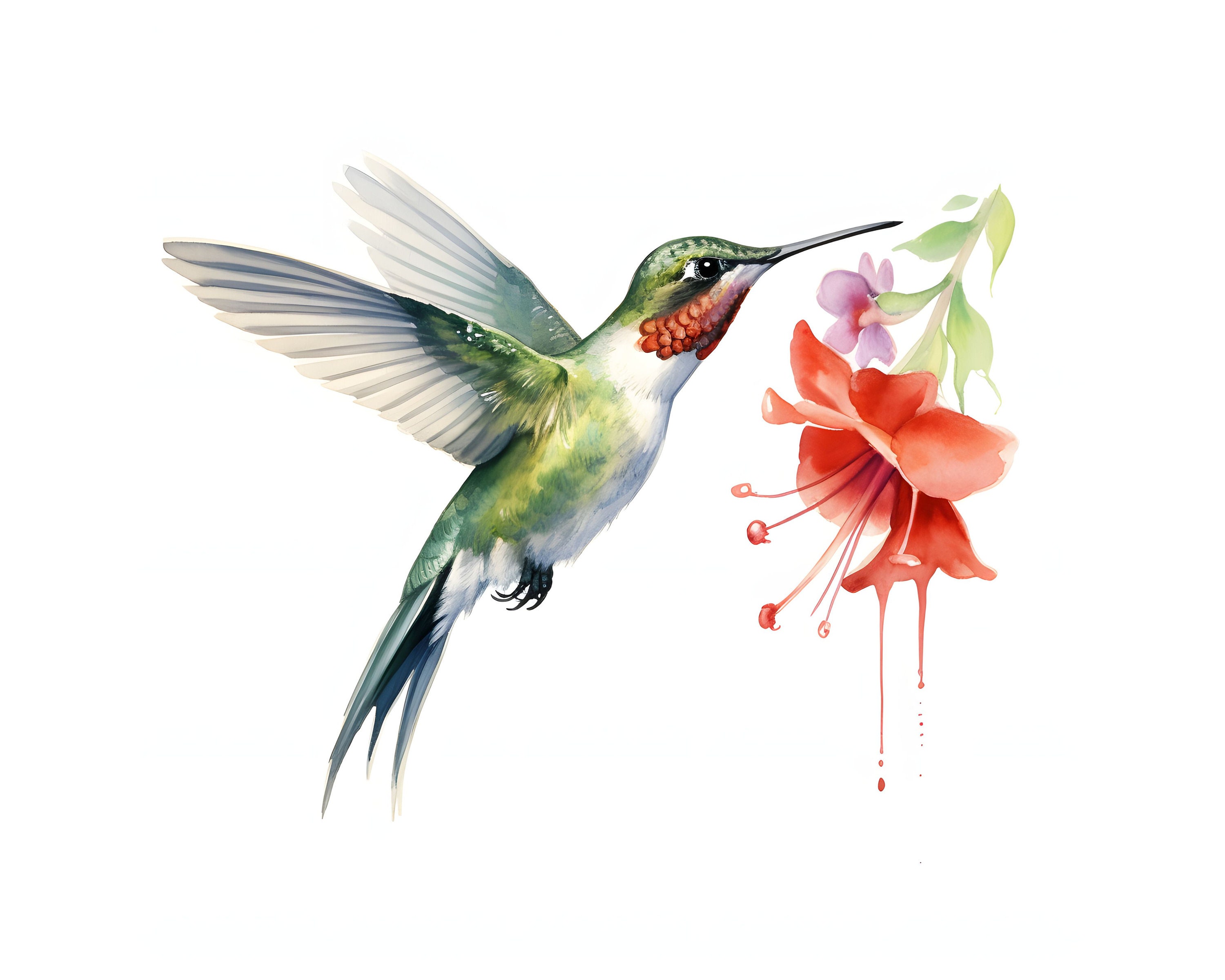 Ruby-throated Hummingbird Clipart - 12 High Quality Jpgs - Instant ...