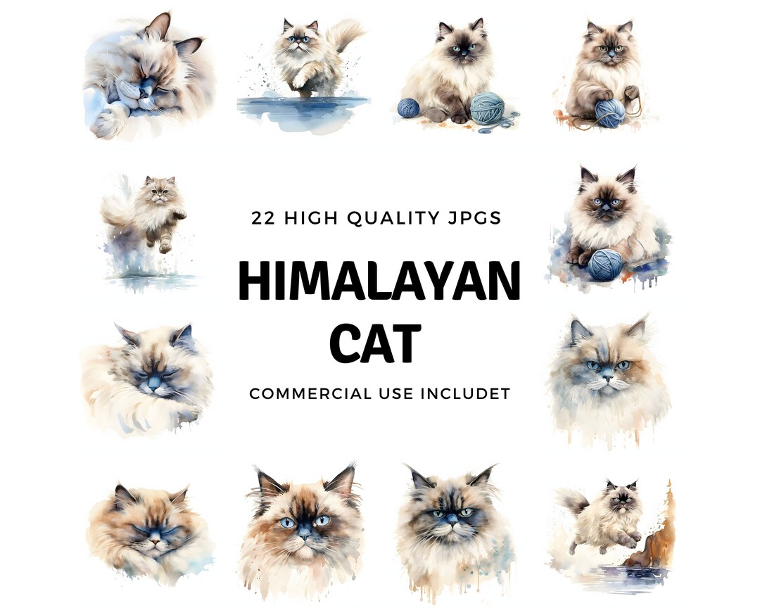 Watercolor Himalayan Cat Jumping Clipart Cat Sleeping for - Etsy