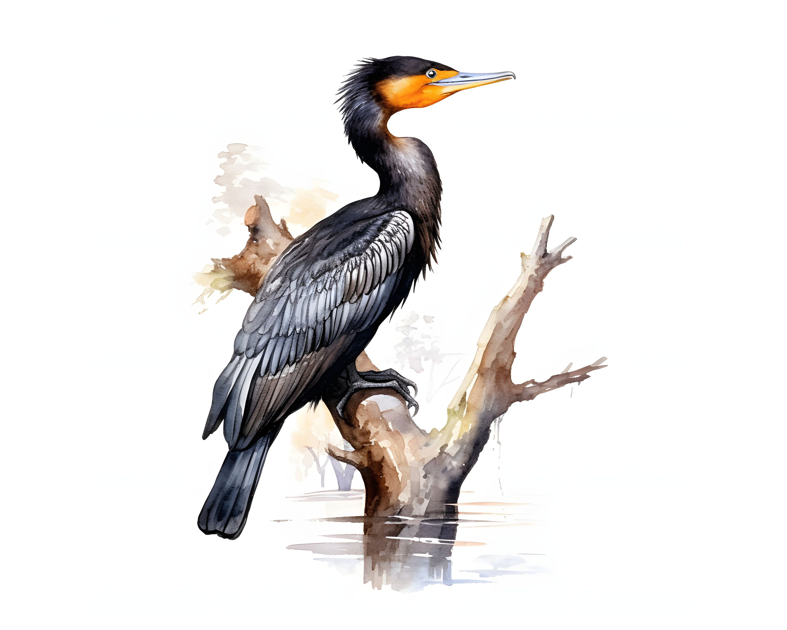 Double-crested Cormorant Clipart 12 High Quality Jpgs - Etsy
