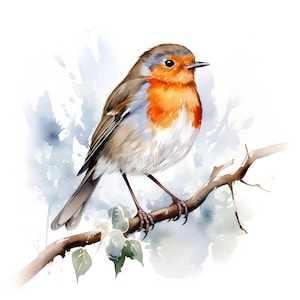 Snowy European Robins Clipart - 12 High Quality Jpgs - Instant Download ...