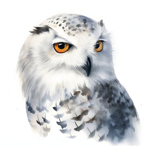 Snowy Owl Clipart - 12 High Quality Jpgs - Instant Download - Card ...