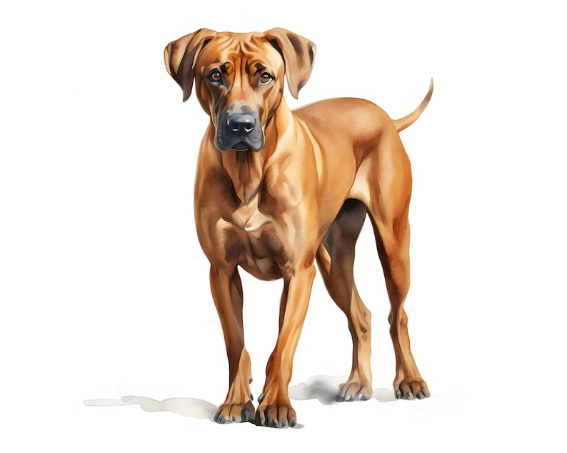 Rhodesian Ridgeback Clipart 12 High Quality Jpgs Instant - Etsy