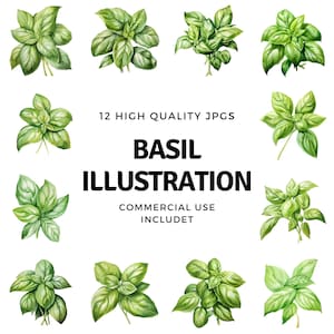 Basil Illustration Clipart - 12 High Quality Jpgs - Instant Download ...