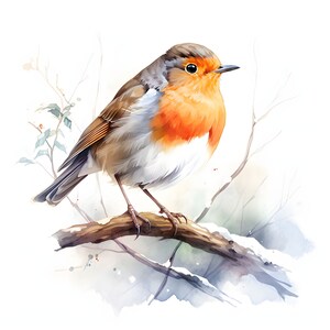 European Robin Clipart 12 High Quality Jpgs Instant Download Card ...