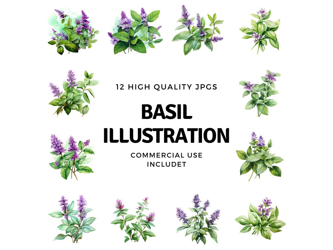 Basil Illustration Clipart - 12 High Quality Jpgs - Instant Download ...