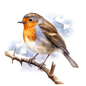 Snowy European Robins Clipart - 12 High Quality Jpgs - Instant Download ...