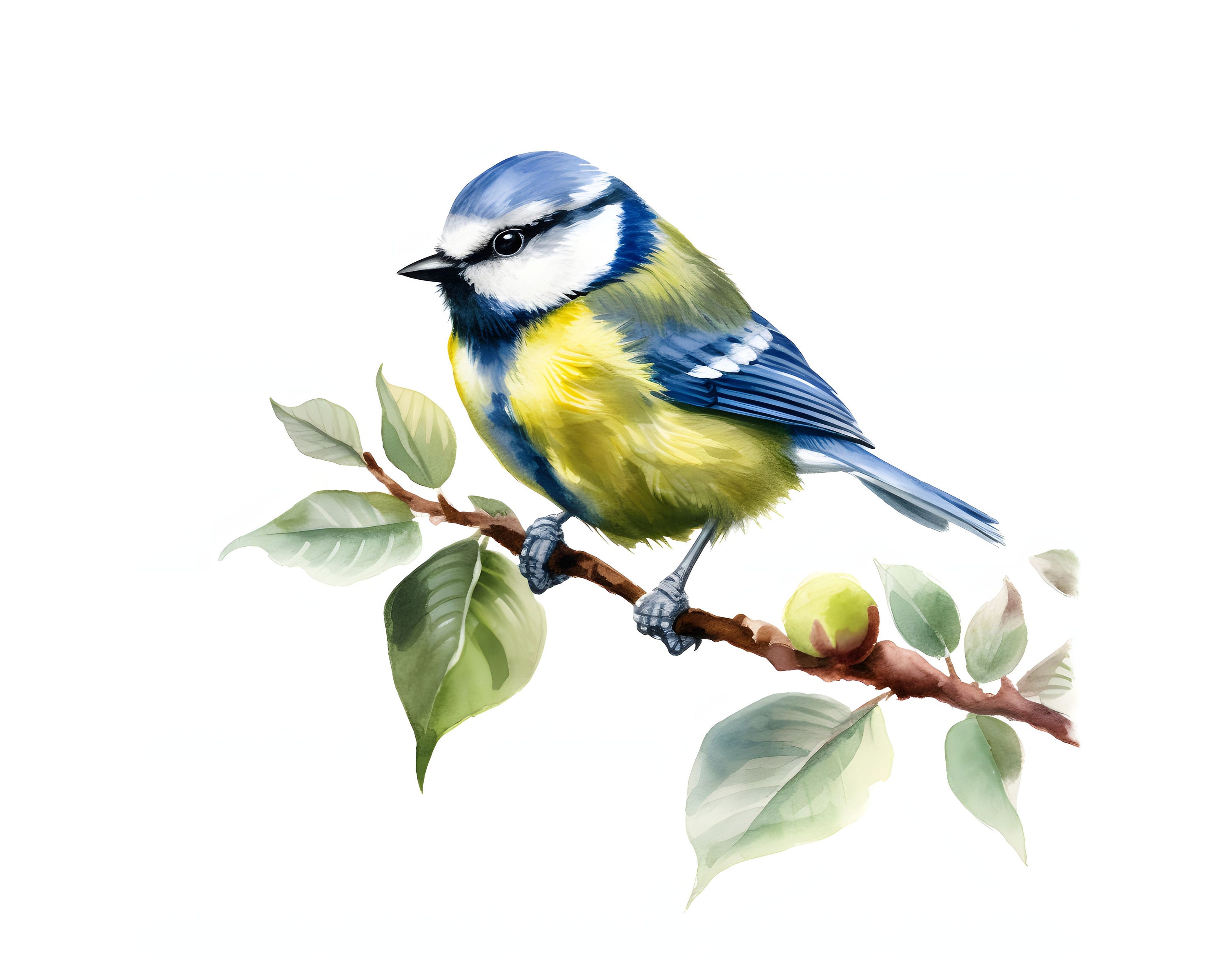 Blaumeise Clipart - 12 hochwertige JPGs - sofortiger Download - Card ...