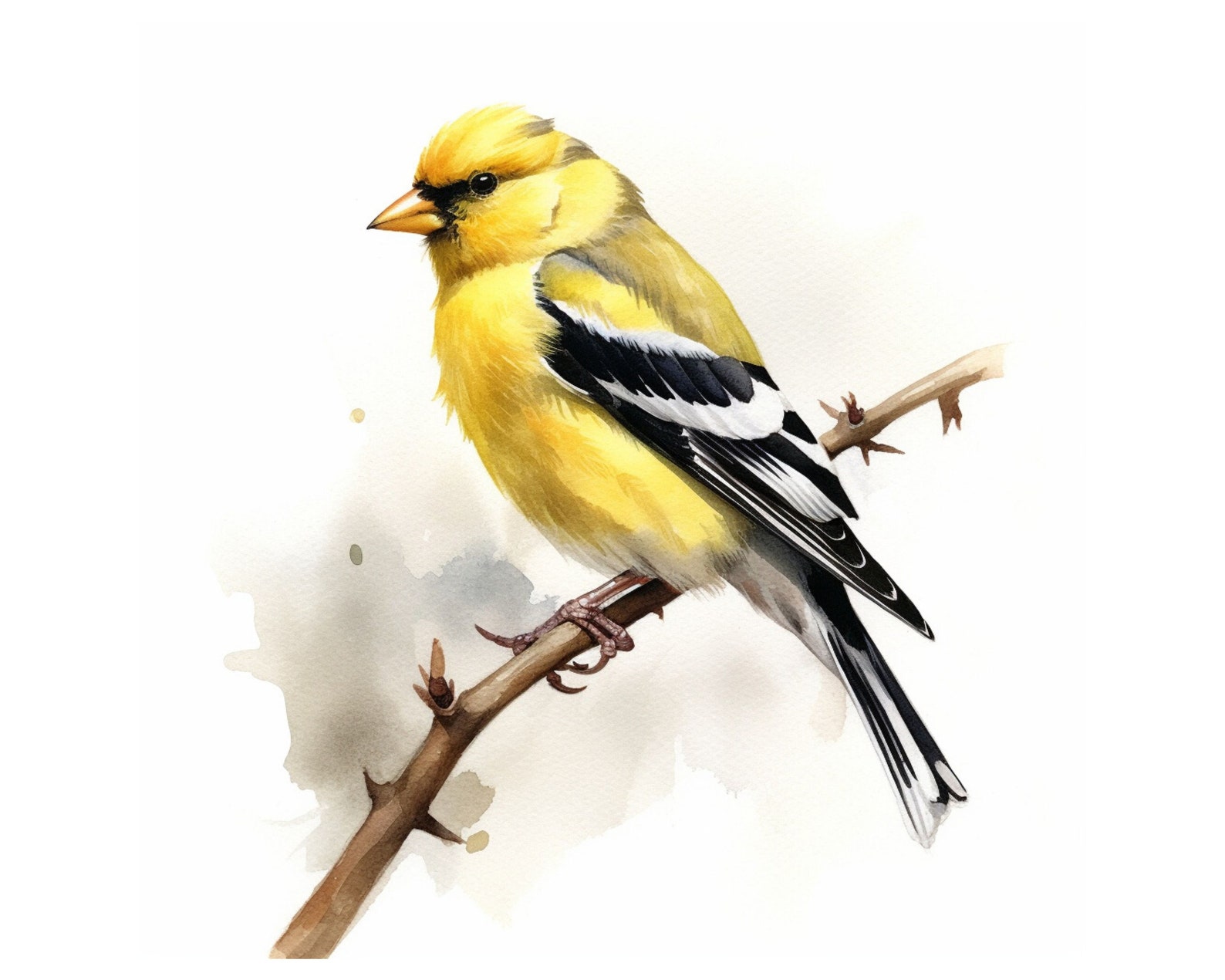 American Goldfinch Sitting on a Branch Watercolor Painting of a ...