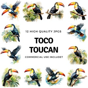 Toco Toucan Clipart - 12 High Quality Jpgs - Instant Download - Card ...