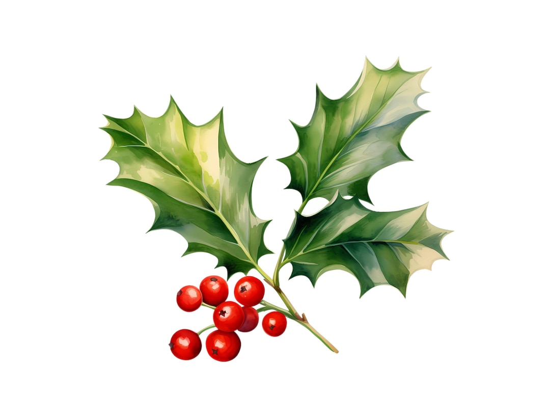 Holly and Red Berries Clipart - 12 High Quality Jpgs - Instant Download ...