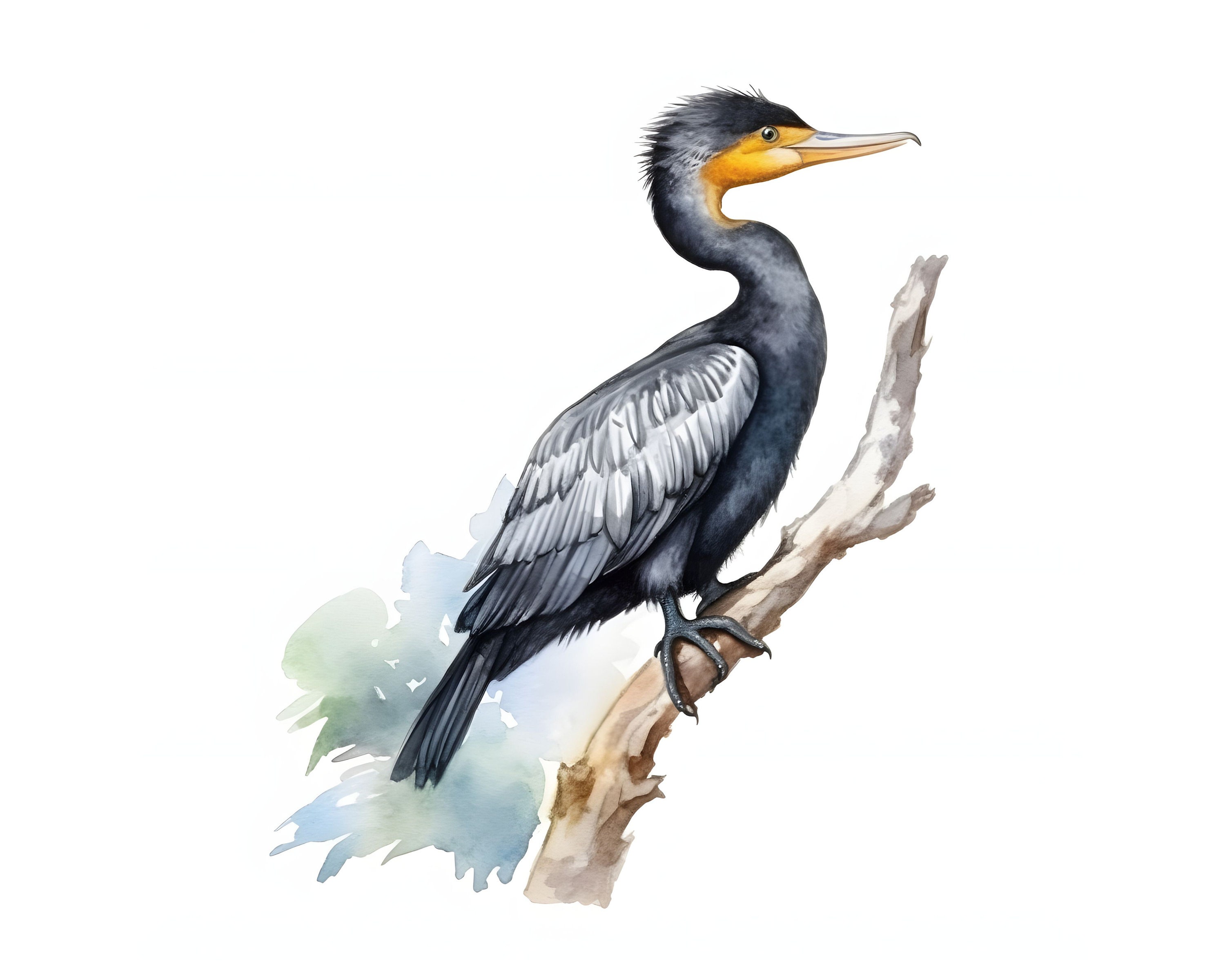 Double-crested Cormorant Clipart 12 High Quality Jpgs - Etsy
