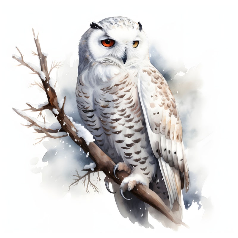 Snowy Owl Clipart - Etsy