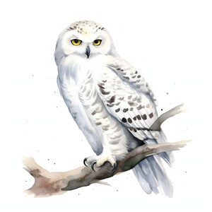 Snowy Owl Clipart - 12 High Quality Jpgs - Instant Download - Card ...
