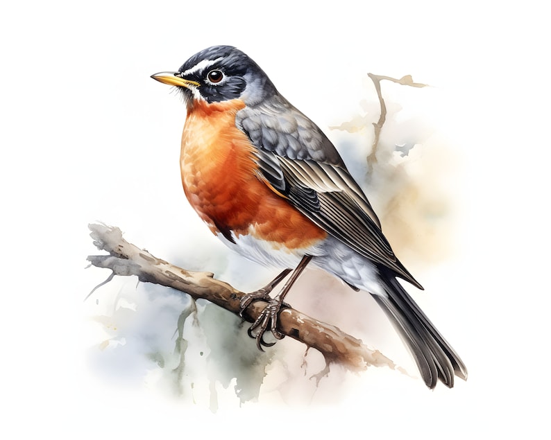 American Robin Clipart - 12 High Quality Jpgs - Instant Download - Card ...