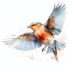 European Robin Clipart 12 High Quality Jpgs Instant Download Card ...