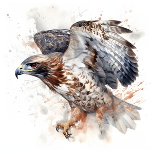 Red-tailed Hawk Clipart - 12 High Quality Jpgs - Instant Download ...