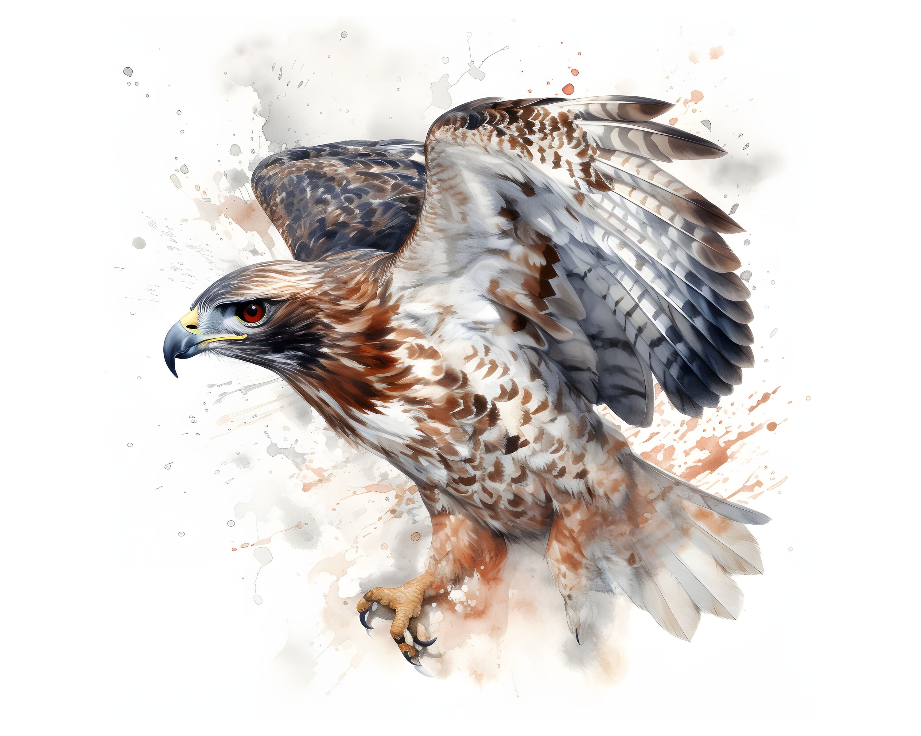 Red-tailed Hawk Clipart 12 High Quality Jpgs Instant - Etsy
