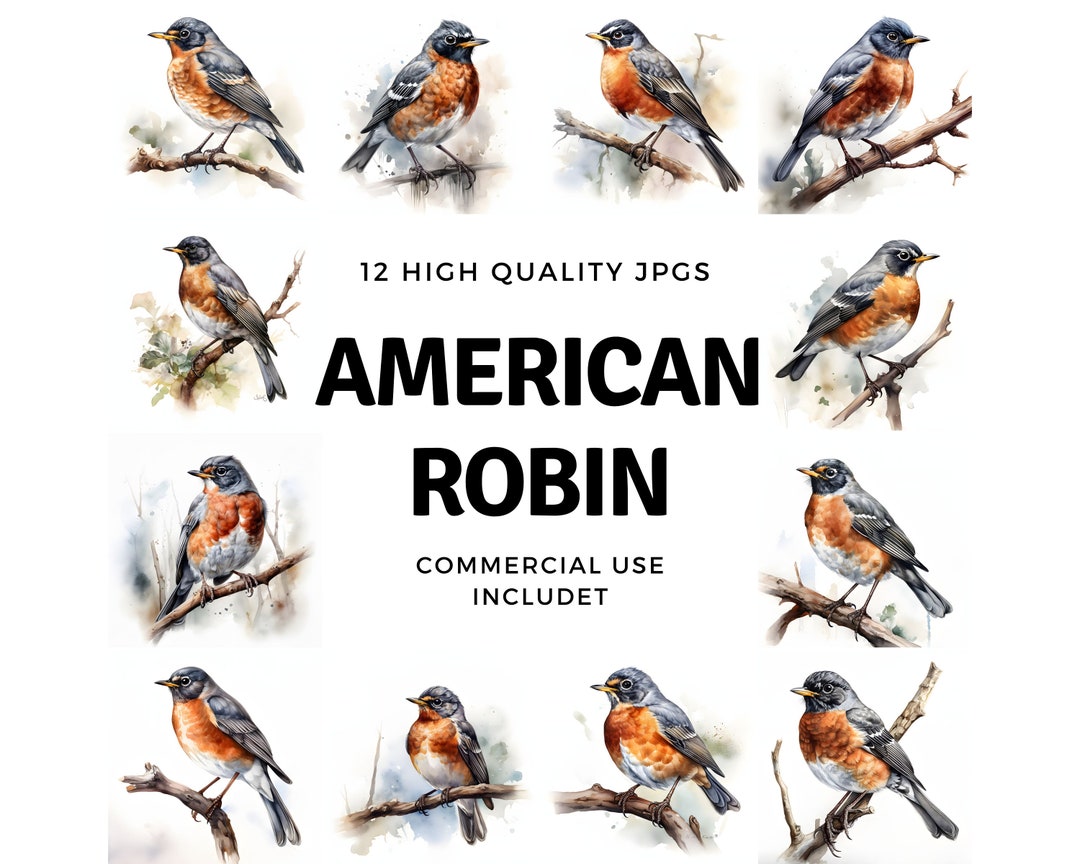 American Robin Clipart 12 High Quality Jpgs Instant - Etsy