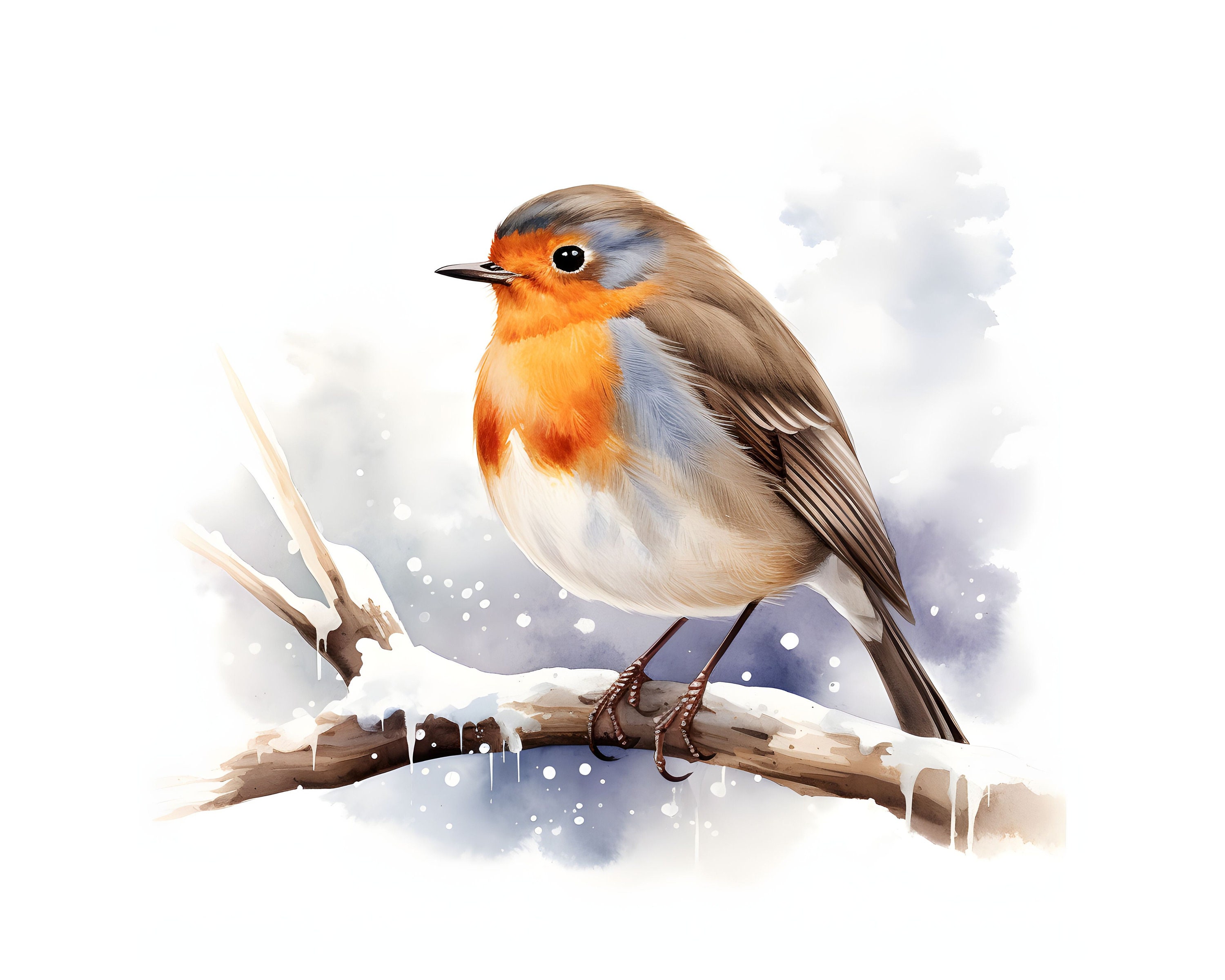 Snowy European Robins Clipart - 12 High Quality Jpgs - Instant Download ...