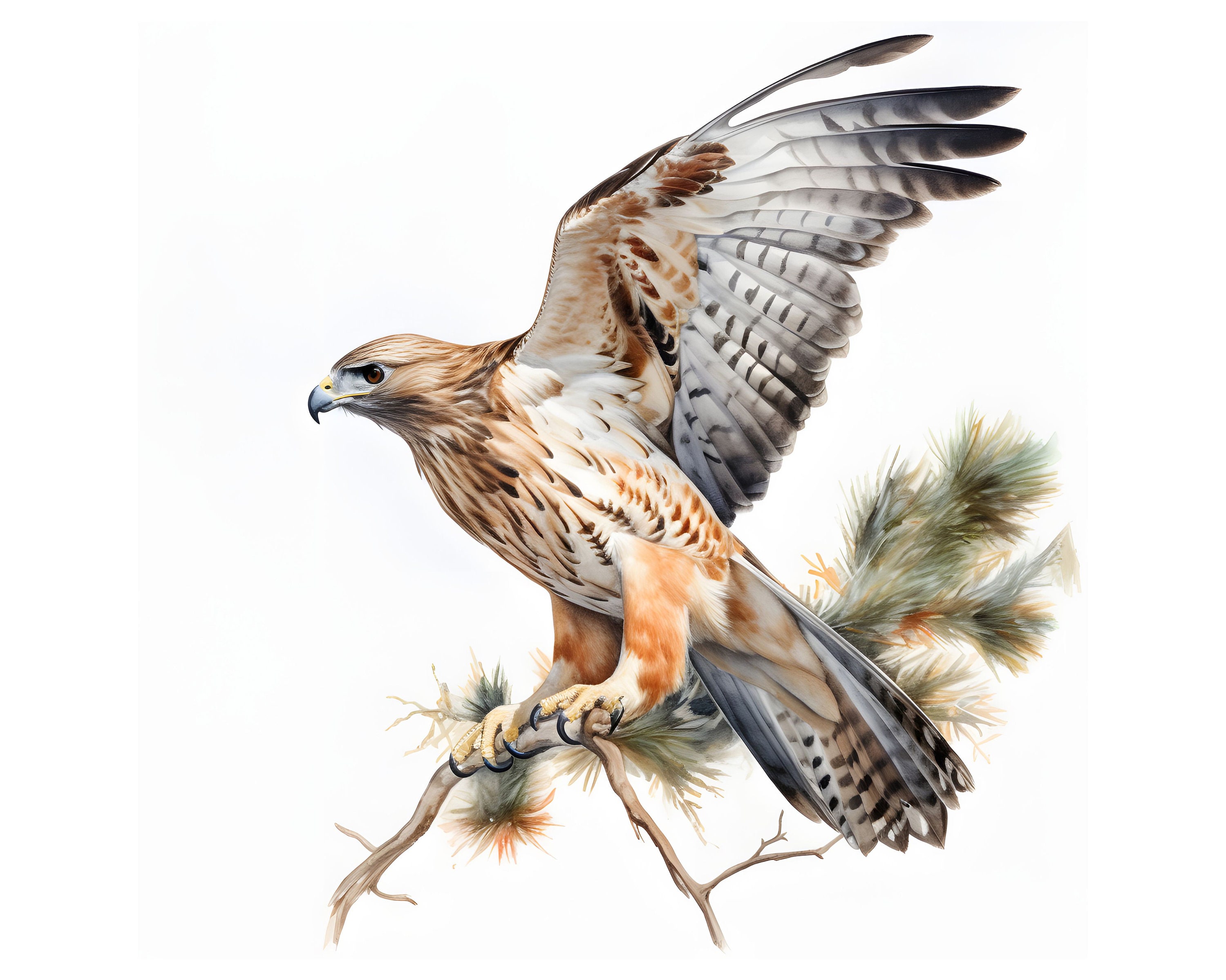 Red-tailed Hawk Clipart - 12 High Quality Jpgs - Instant Download ...