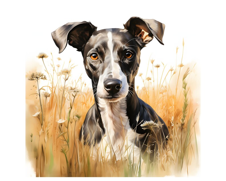 Whippet Puppies Clipart - 12 High Quality Jpgs - Instant Download ...
