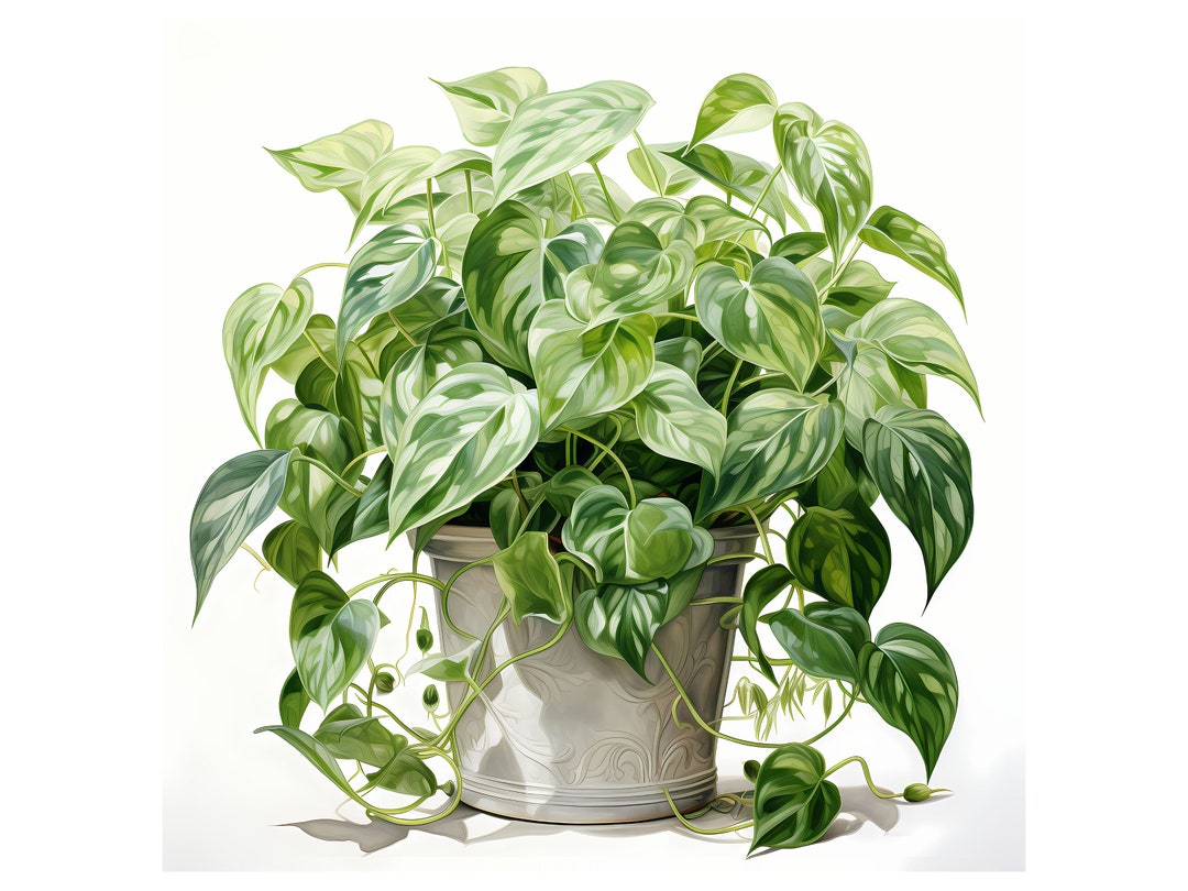 Pothos Clipart - 12 High Quality Jpgs - Instant Download - Card Making ...