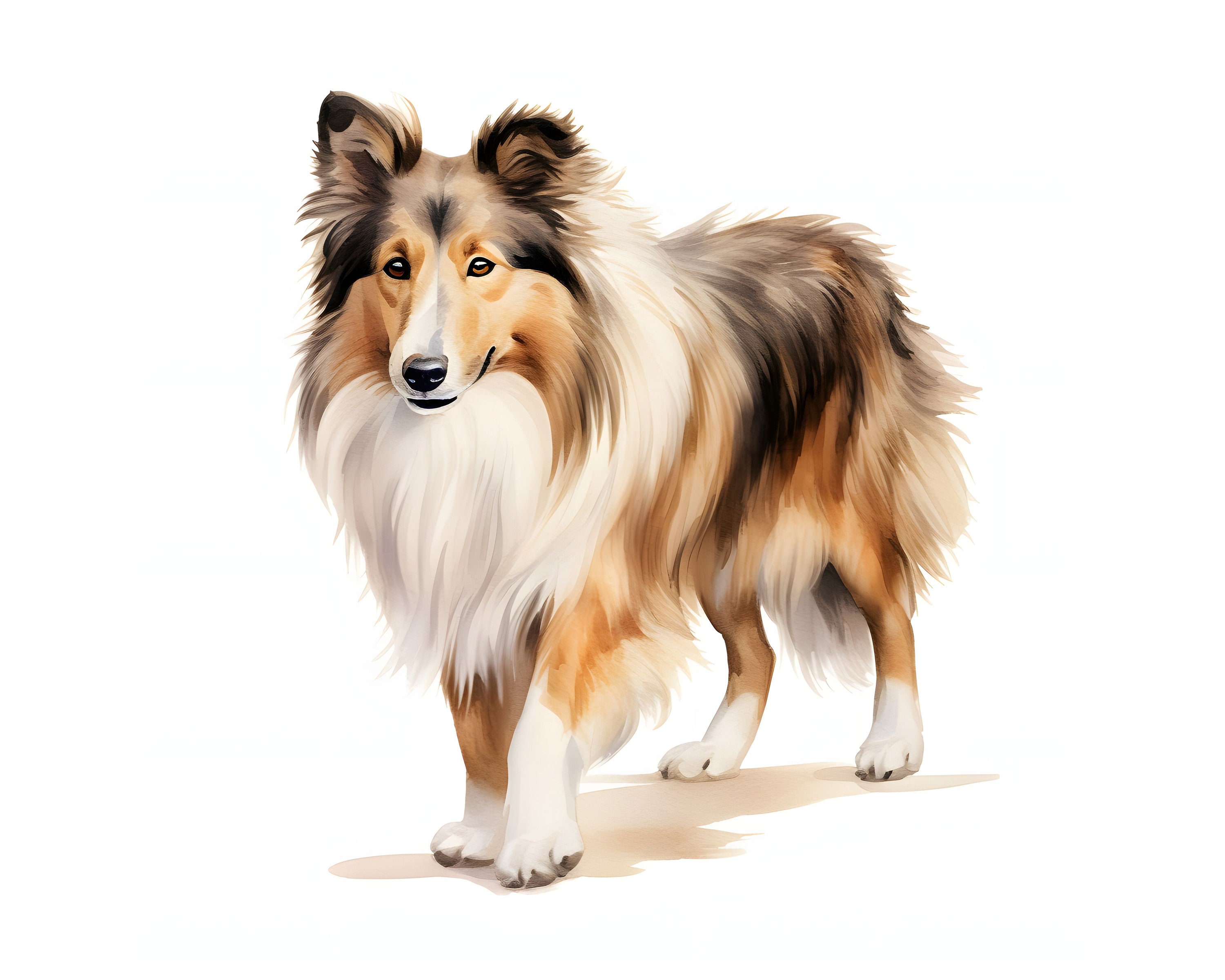 Shetland Sheepdog Clipart - 12 High Quality Jpgs - Instant Download ...