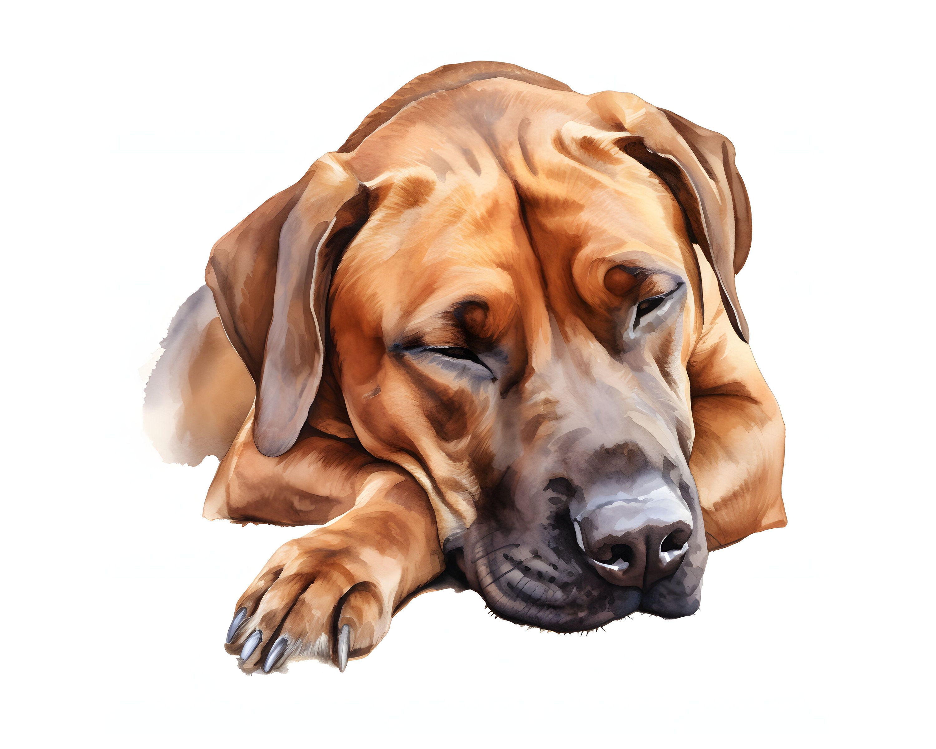 Rhodesian Ridgeback Clipart 12 High Quality Jpgs Instant - Etsy