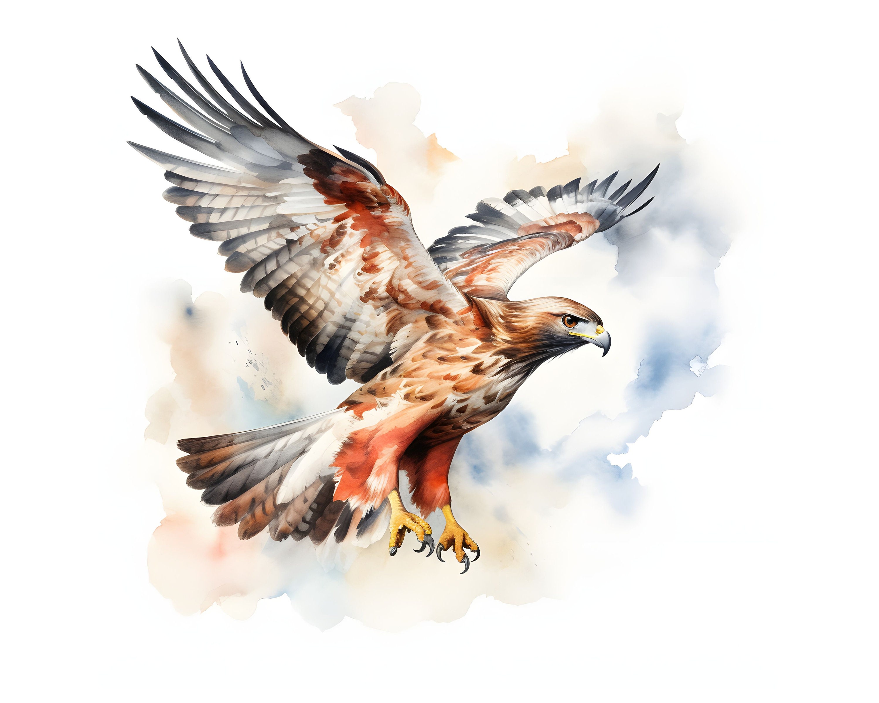 Red-tailed Hawk Clipart 12 High Quality Jpgs Instant Download Card ...