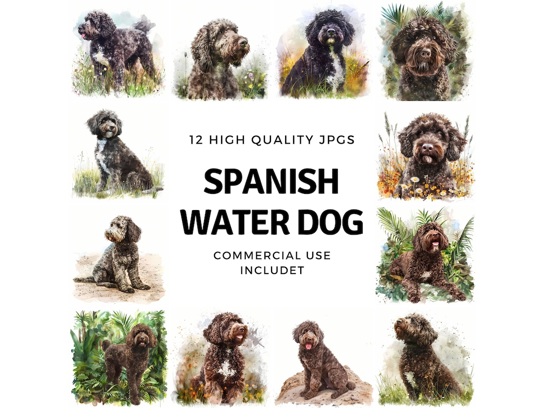 Spanish Water Dog Clipart - 12 High Quality Jpgs - Instant Download ...