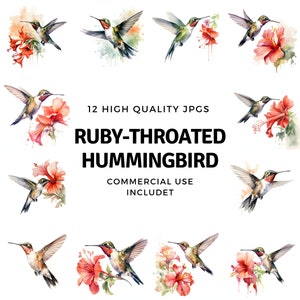 Ruby-throated Hummingbird Clipart - 12 High Quality Jpgs - Instant ...