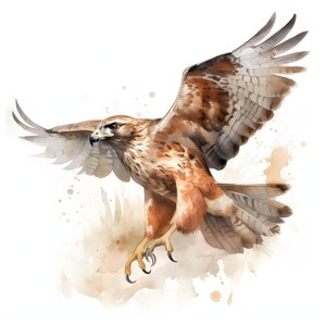 Red-tailed Hawk Clipart - 12 High Quality Jpgs - Instant Download ...