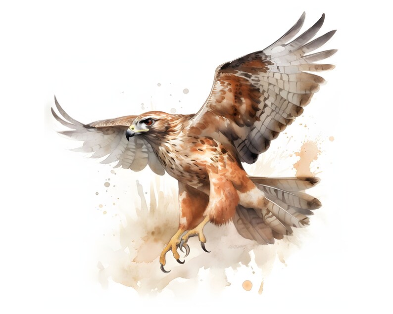 Red-tailed Hawk Clipart 12 High Quality Jpgs Instant - Etsy