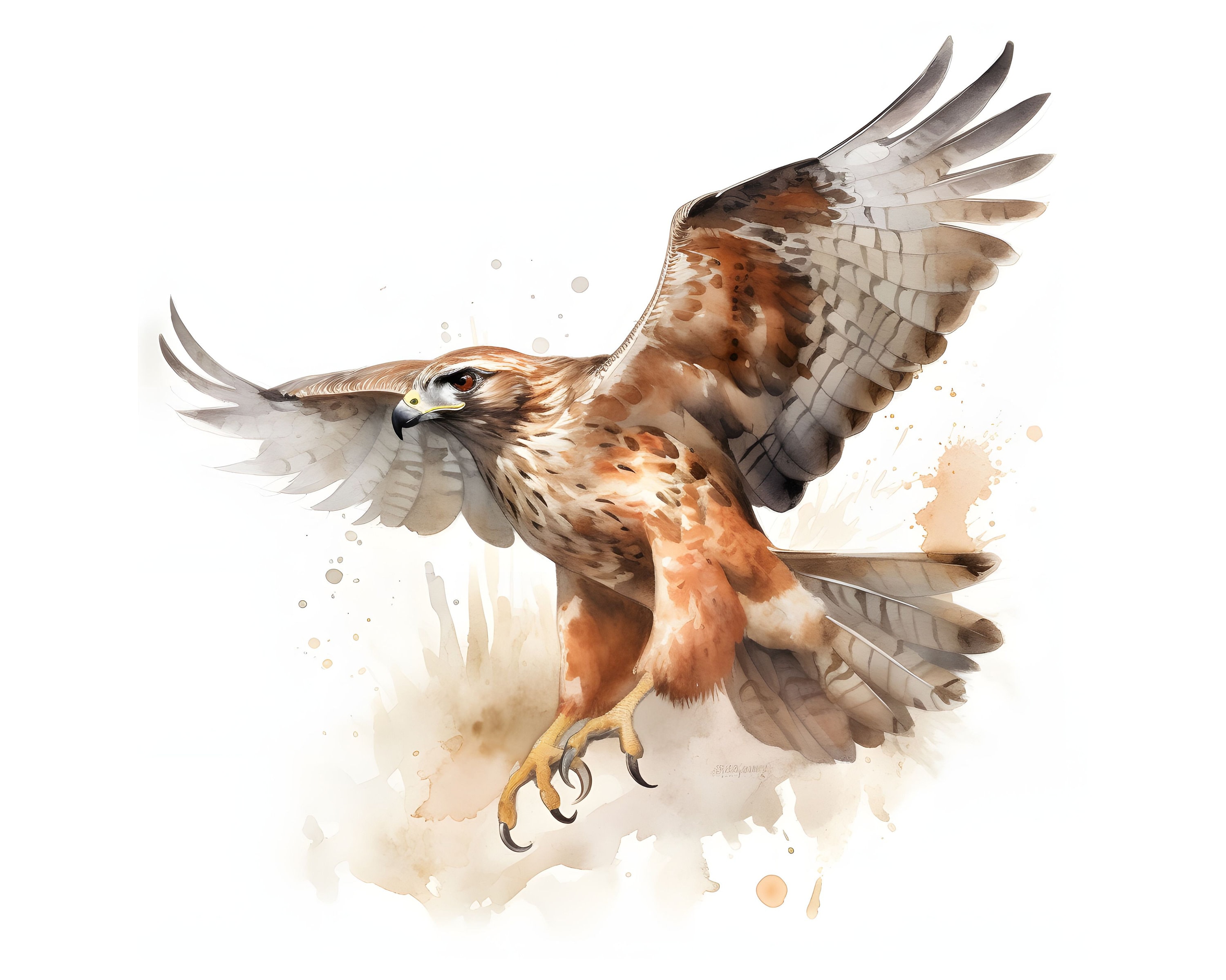 Red-tailed Hawk Clipart 12 High Quality Jpgs Instant - Etsy
